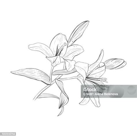 피는 백합의 큰 가지의 벡터 그림입니다 꽃잎 줄기 잎 새싹 그래픽 그림의 검은 윤곽선 엽서 디자인 장식 인쇄물 포스터 스티커 기념품 문신 우표 Artistic