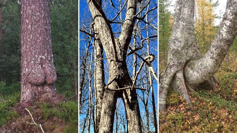 Ge Dig Ut I Skogen Knasigaste Trädet Efterlyses P4 Skaraborg