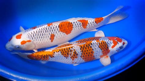 Kujaku Koi