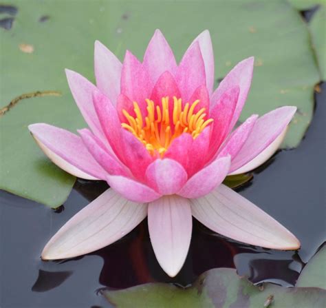 Nymphaea Laydekeri Lilacea Bennetts Waterlily Plants