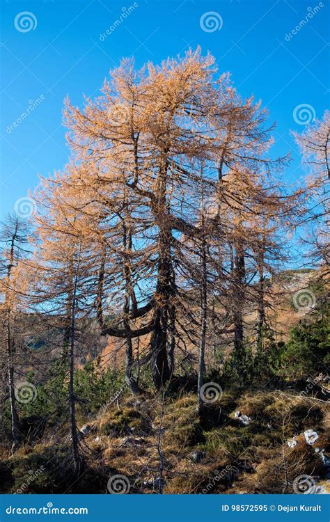Larch Trees In Fall Colors Stock Image Image Of Bright 98572595