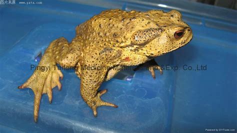 Toad Venom Venenum Bufonis King Toad King Toad China Trading