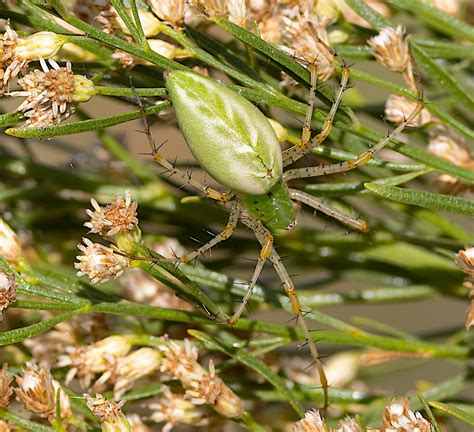 Green Lynx Spider Female Birdforum