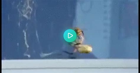 Spider Wrapping Up Dinner In Real Time  On Imgur