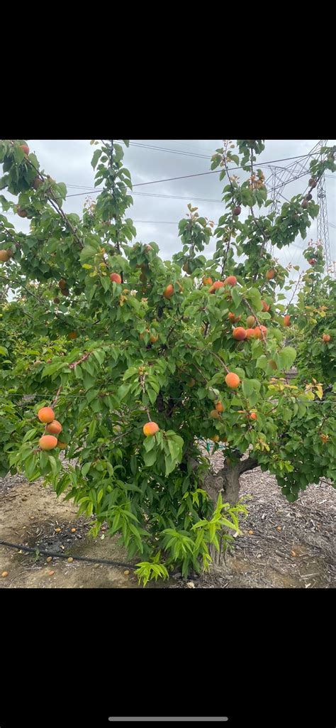 Patrick Eubanks On Linkedin Cots Should Begin Harvest This Weekend Will Be A Slow Start Due