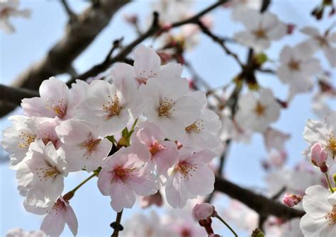 ナミテントウ すずめ仙人放浪記