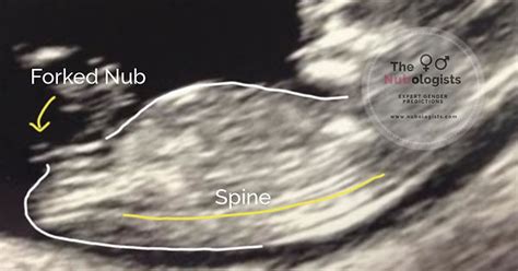 The Nub Theory Explained The Nubologists