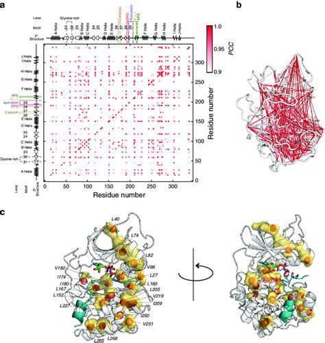 Correlated Motions Orchestrate Positive And Negative Cooperativity A
