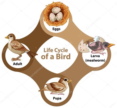 Esquema Del Dibujo De Un Pájaro