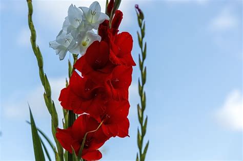 푸른 하늘의 배경에 고립 된 화려한 글라디올루스 꽃의 상단보기 아름다운 배경 0명에 대한 스톡 사진 및 기타 이미지 0명