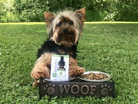 Cbd Oil For Small Dogs 250mg Of Full Spectrum Hemp Extract