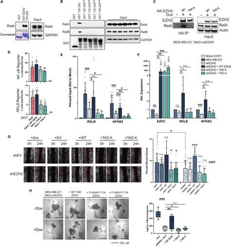 An EZH NF κB regulatory axis drives expression of pro oncogenic gene signatures in triple