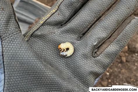 Bugs In Your Compost Heres How To Get Rid Of Bad Ones Backyard