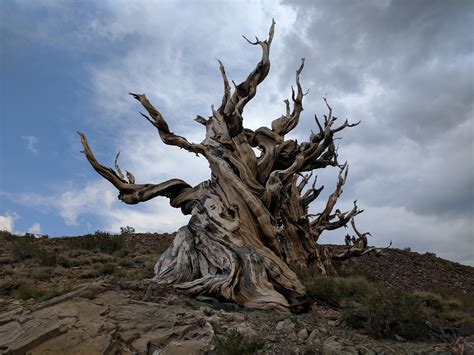Oldest Living Tree In The World Hashem Al Ghaili The Worlds Oldest