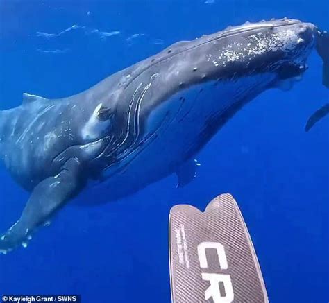 Divers describe sheer joy after encounter with humpback whale that spent an hour swimming with ...