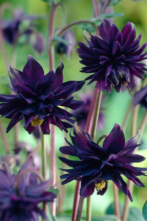 Columbine Black Barlow Aquilegia Dutchgrown™