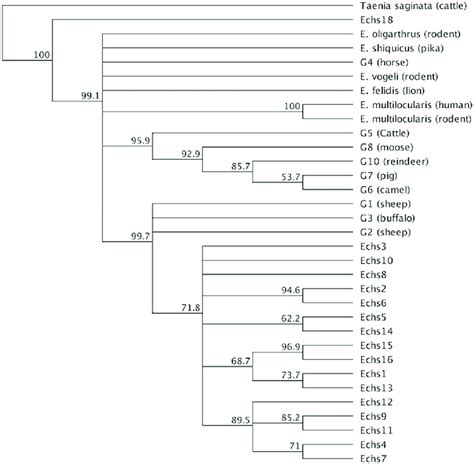 Phylogenetic Tree Of The Sequences Of 17 Sheep Samples And Reference