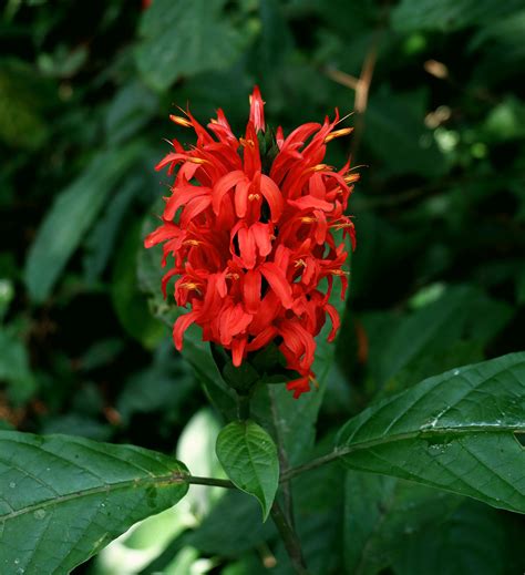 Pachystachys Coccinea Acanthaceae Image At Phytoimages Siu Edu