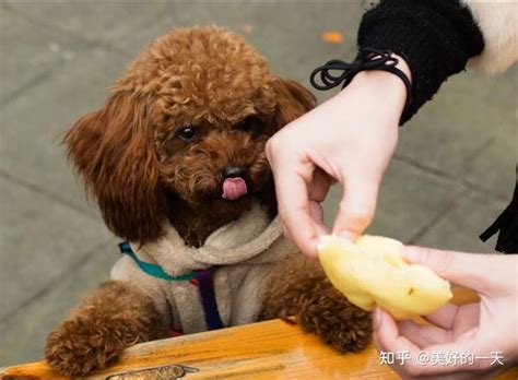 实话告诉你，养“泰迪犬”，是我做过最正确的决定！ 知乎