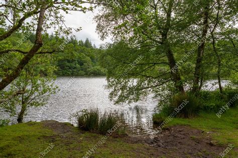 Llyn Mair Coed Llyn Y Garnedd Gwynedd North Wales 이미지 2164577930