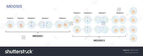 Vector Illustration Of Meiosis Phases Cell Royalty Free Stock Vector