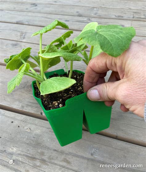 Sili Seedlings Silicone Seed Starting Trays Renees Garden Seeds