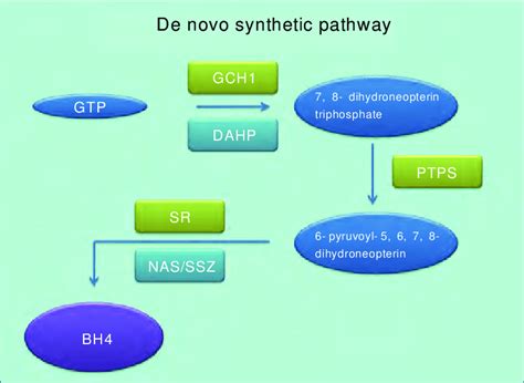 The Biosynthesis And Main Functions Of Bh4 One Of The Three Main Download Scientific Diagram