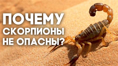 Как содержать СКОРПИОНОВ дома? Топ мифов о скорпионах, а так же мой ...