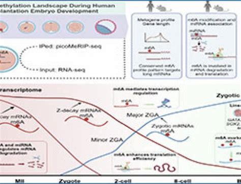 Pip Seq Microfluidics Free Single Cell Genomics With Templated Emulsification Rna Seq Blog