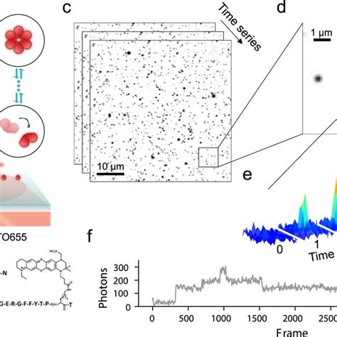 Insulin Oligomerization Pathway And Its Dependence On Zn²⁺ And Phenol A