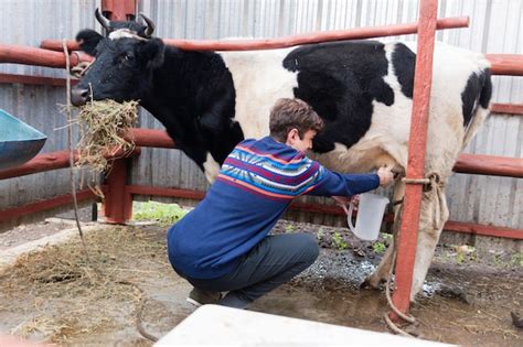 Jovem agricultor trabalhando na fazenda orgânica vaca leiteira