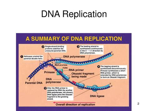 Ppt Dna Antiparallel Powerpoint Presentation Free Download Id 920982