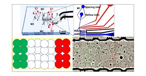 Microfluidic Dielectrophoretic Method Enables On Demand Spatial Arrangement Of Bacteria