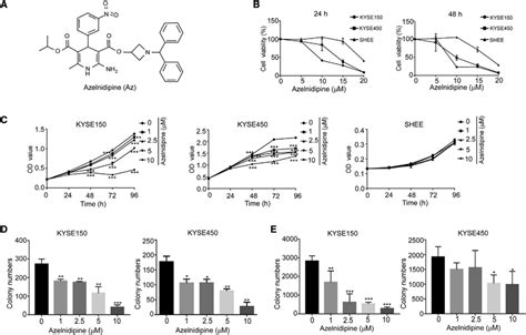 Azelnidipine Az Inhibits Escc Cell Proliferation In Vitro A