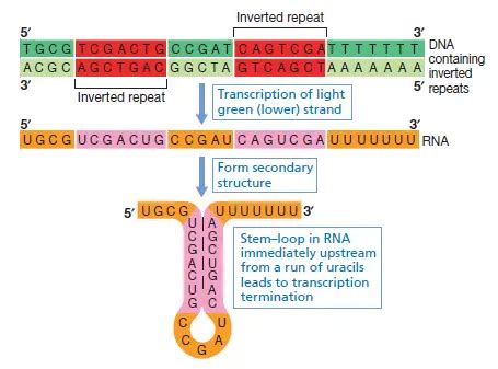 DNA Transcription Steps And Mechanism Microbe Online