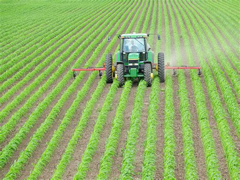 Sidedressing Nitrogen On Corn Skyrockets In Popularity