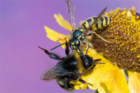 Do Bees Attract Wasps Answer Explained Revive A Bee