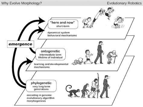 Ppt Why Evolve Morphologyevolutionary Robotics No Morphological Scaffolding Morphological