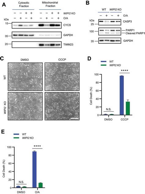 Wipi2 Positively Regulates Mitophagy By Promoting Mitochondrial Recruitment Of Vcp Pmc