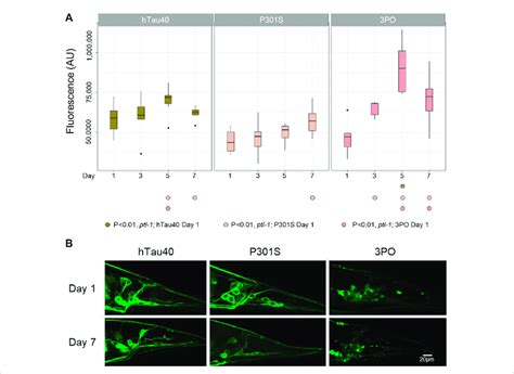 Taugfp Variant Accumulation In Ptl 1 Mutants A The Ok621 Mutation