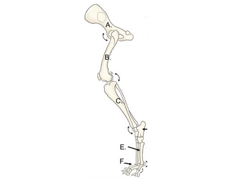 K9 Regions Of Pelvic Limb Bone View — Printable Worksheet K9 Regions Of Pelvic Limb Bone View — Printable Worksheet