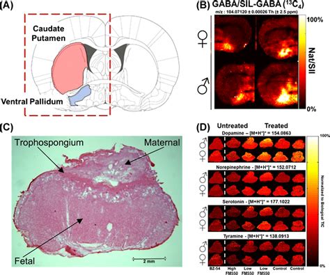 Underivatized Neurotransmitters Were Analyzed In Rat Brains And Rat