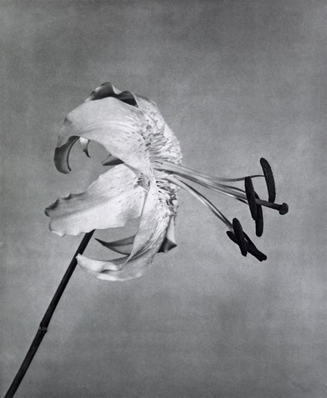 Robert Mapplethorpe Fotográfica