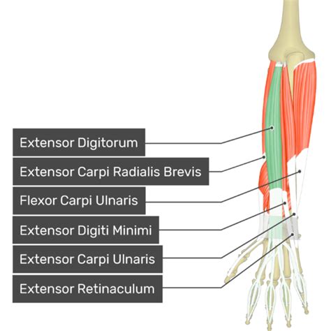 Extensor Digitorum Muscle Getbodysmart