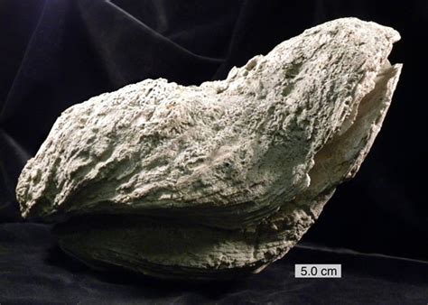 Woosters Fossil Of The Week A Giant Oyster Eocene Of Texas Wooster Geologists