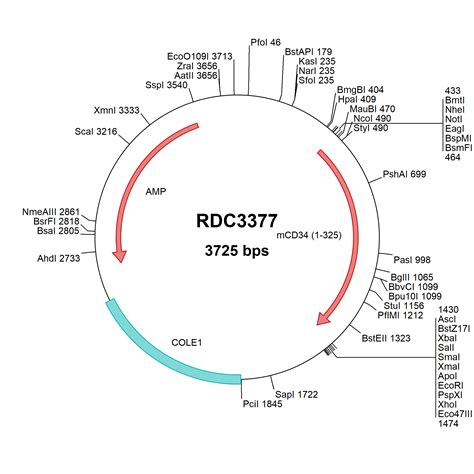 Mouse Gamma Sarcoglycan SGCG NP VersaClone CDNA RDC R D Systems