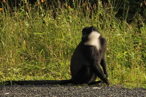 Parque Del Bosque Nyungwe En Ruanda Ruanda Ser Turista