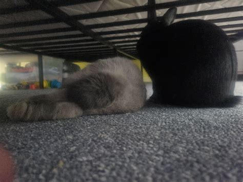 Fluffy Butt Scrolller