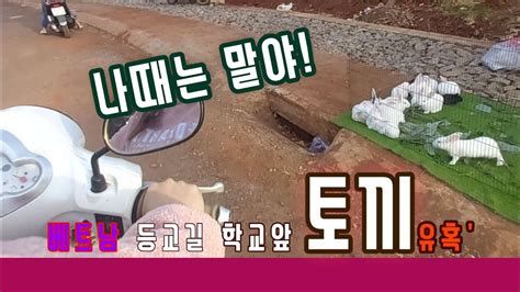한빛 아빠 초딩때는 노란 병아리의 유혹 Youtube