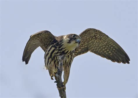 【燕隼摄影图片】小洋山生态摄影 太平洋电脑网摄影部落